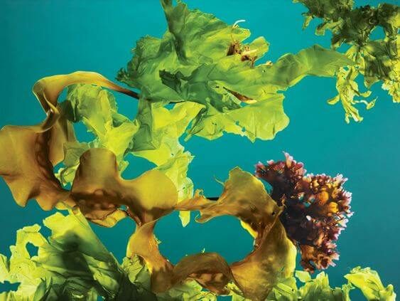 Edible Seaweed: 6 Types And How To Eat Them! | Everyday Young